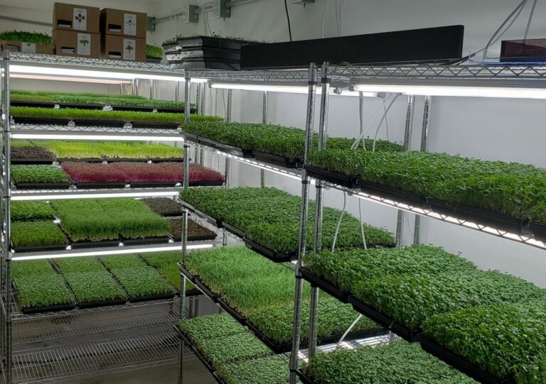 What Does It Take To Grow Microgreens? | You Can Hydro Grow