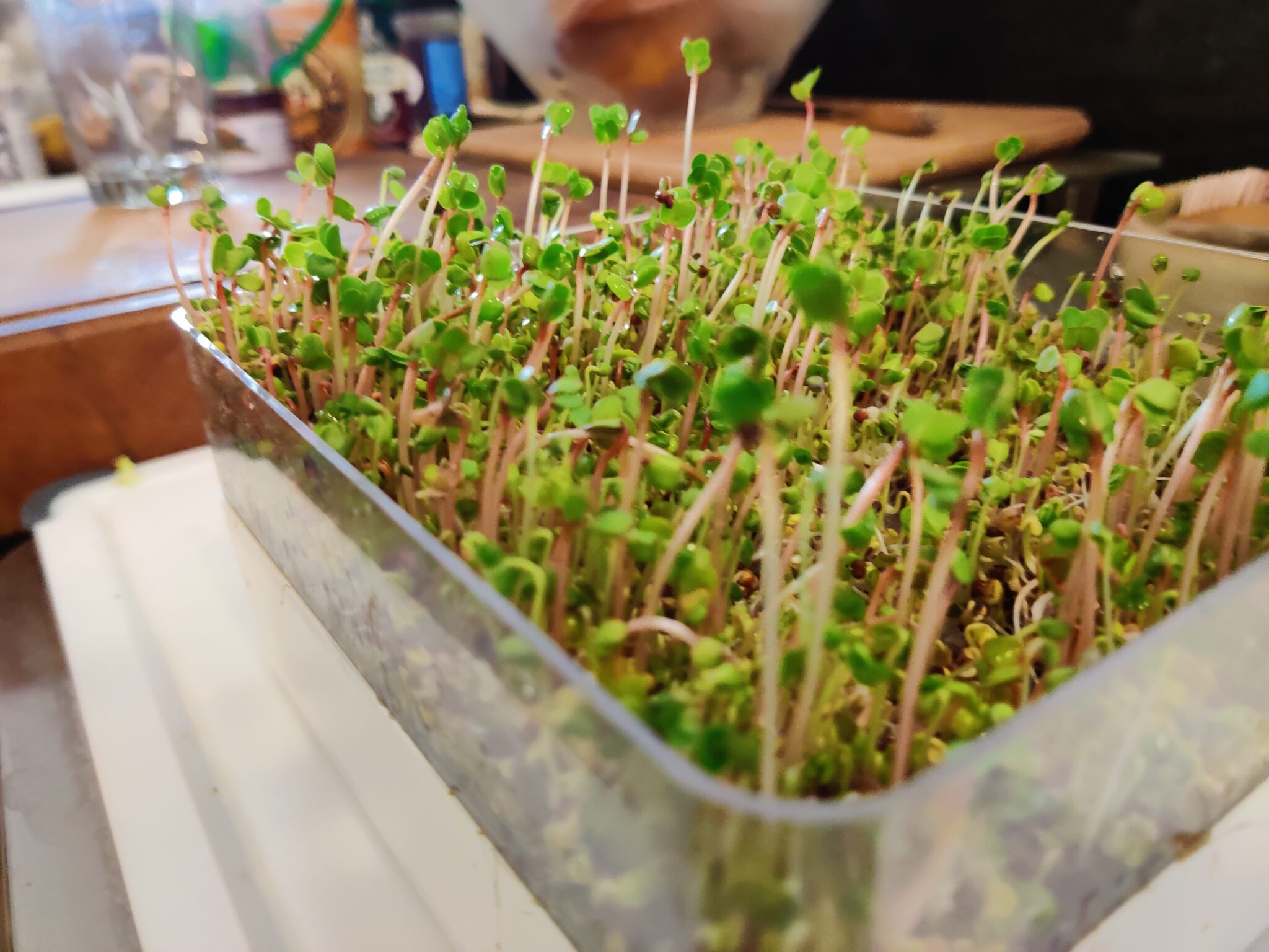 You Can Hydro Grow - Hydroponic Growing That Makes Sense